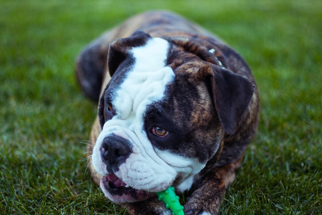 Lockdown Tips Dog Activities To Have Fun At Home Lockdown Tips Dog Activities To Have Fun At Home